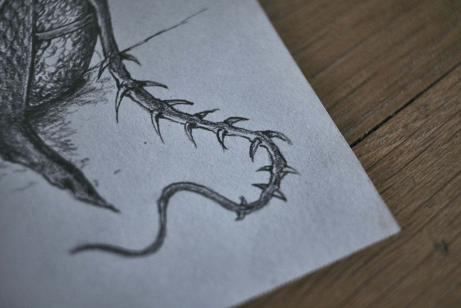 Detail of the spiky tail of the cape