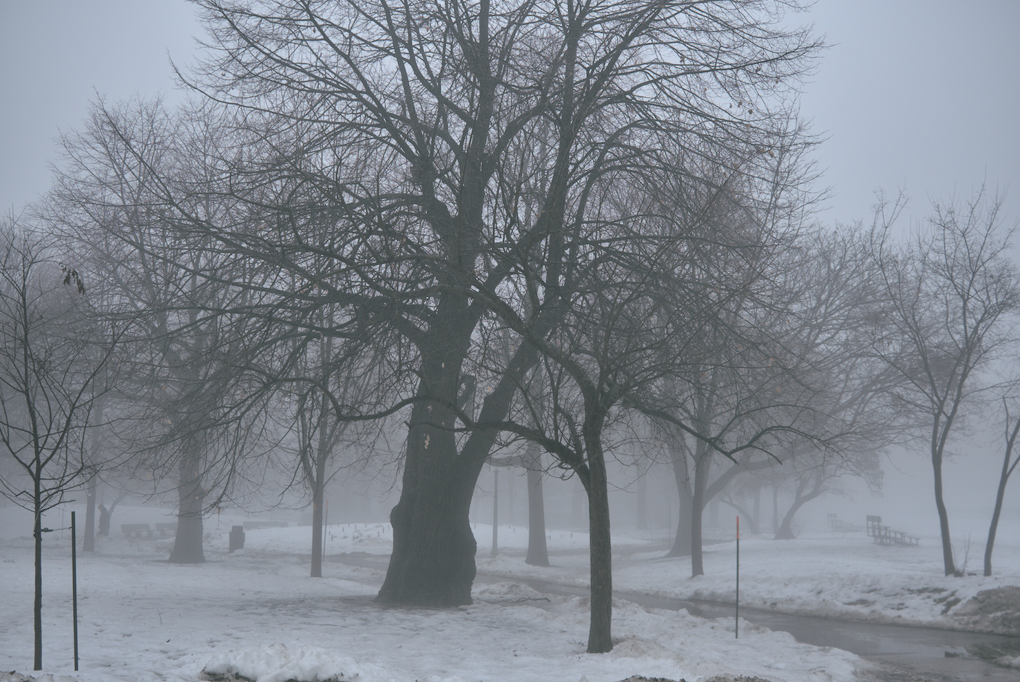 Large tree with smaller ones slowly fading in the distance